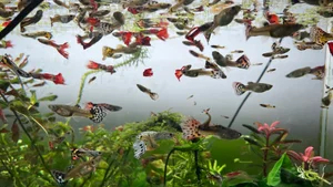 Vores Fisk :: www.Hansen's Fisk.dk